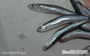ΑΦΙΕΡΩΜΑ: 18 ∆ολώµατα, βρείτε σε ποιο δόλωμα τρώει το κάθε είδος ψαριού ...