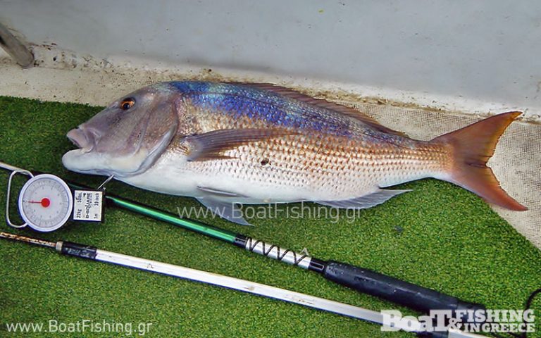 Λεπτά μυστικά για χοντρά παραγάδια - Boat & Fishing