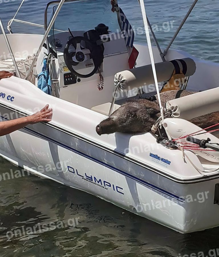 Ψαράδες αντί για ψάρια έπιασαν… αγριογούρουνο! - Boat & Fishing